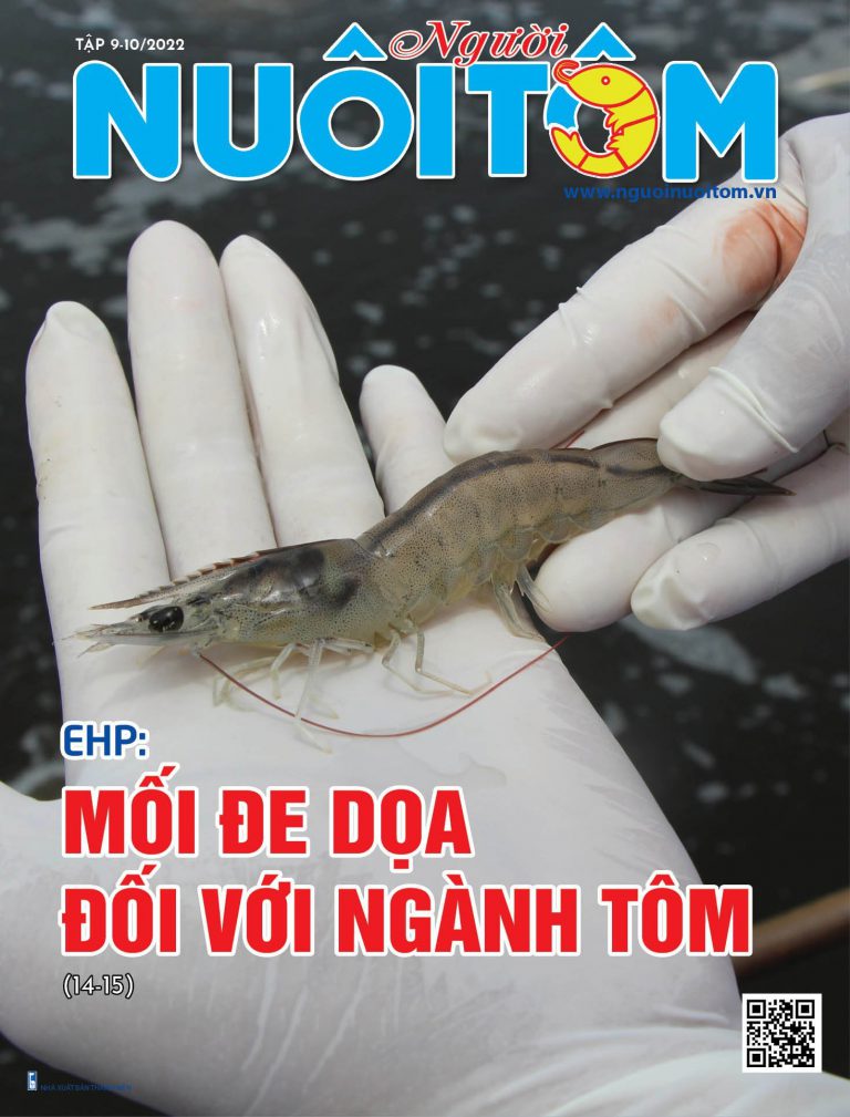 Một số lưu ý khi sang tôm trong quy trình nuôi 2-3 giai đoạn - Người ...