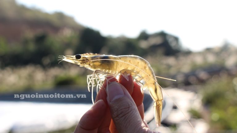 Hệ tuần hoàn của tôm và vai trò của tim tôm - Tạp chí Người Nuôi Tôm